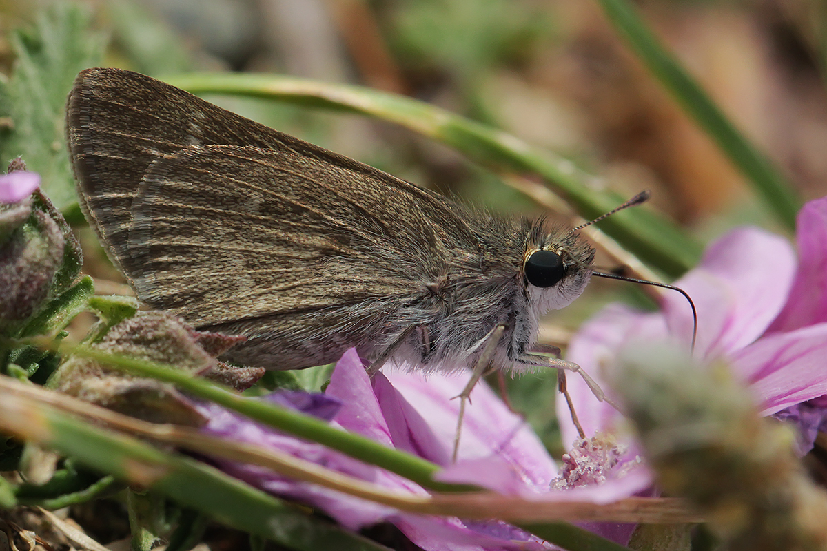 Gegenes pumilio (Hoffmannsegg, 1804)