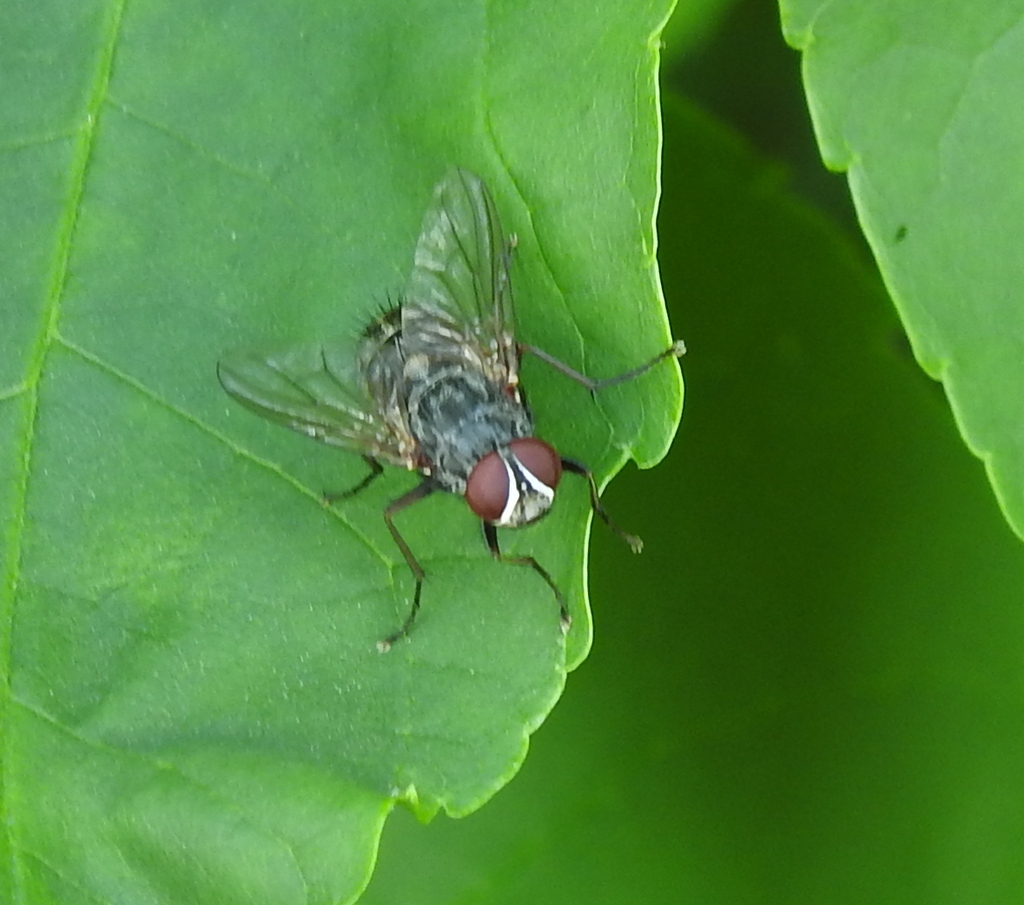 False Stable Fly from Заповедный, Курская обл., Россия, 305528 on July ...