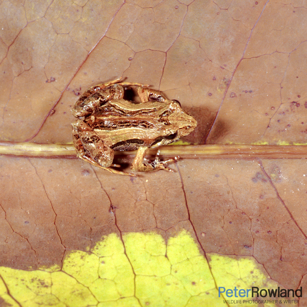Wallum Froglet from Byron Bay NSW 2481, Australia on June 25, 1995 at ...