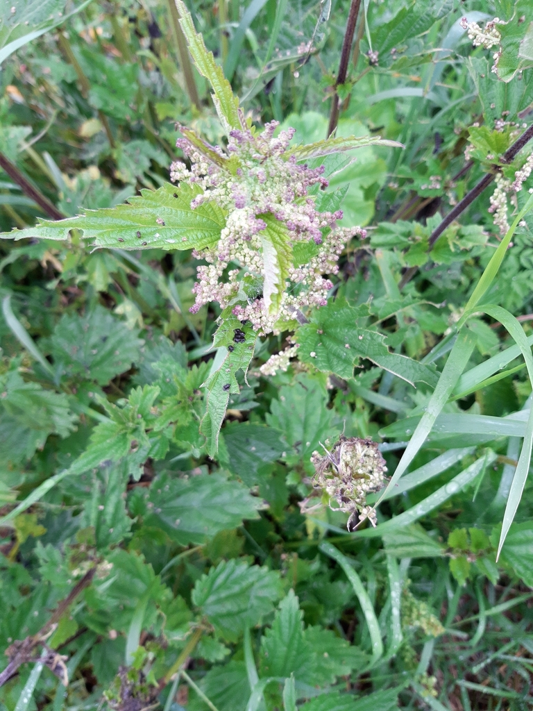 great stinging nettle from Karlsøy on July 23, 2022 at 03:35 PM by ...