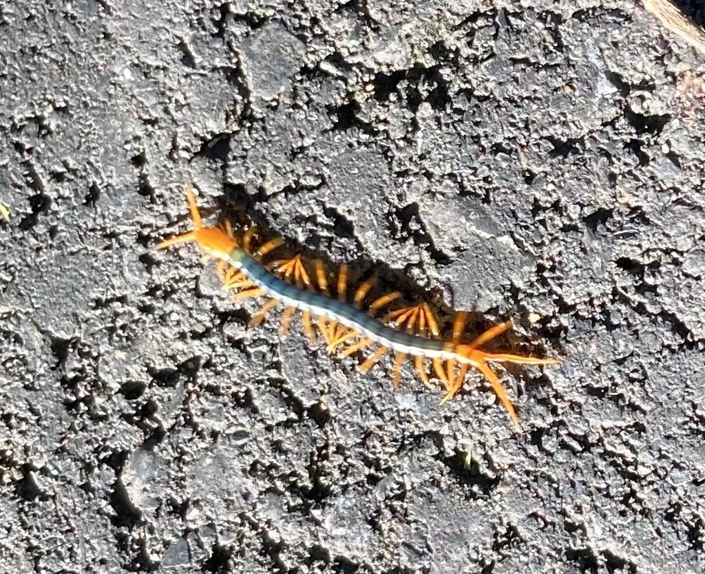 Scolopendra multidens from 德行東路338巷, TW on July 23, 2022 at 05:19 PM by ...