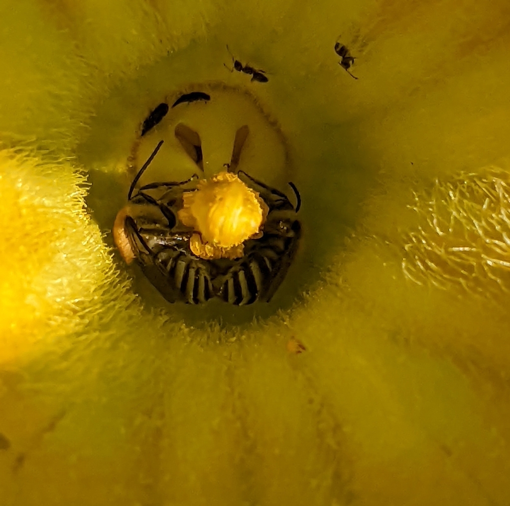 Pruinose Squash Bee from Garden Dr EB @ Rosebay Rd, Knoxville, TN 37918 ...