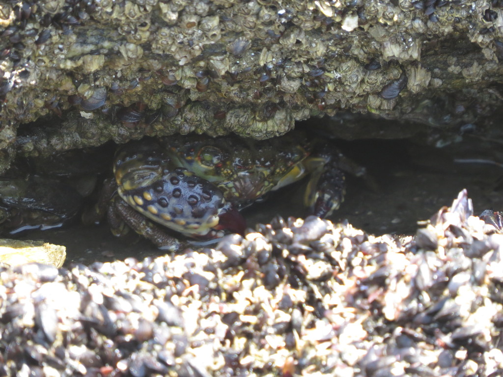 Redfinger Rubble Crab from Itanhaém - State of São Paulo, 11740-000 ...