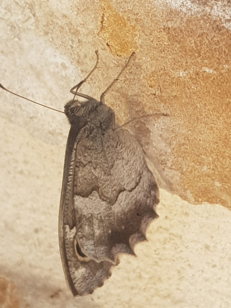 Tree Grayling from 84550 by jlwattez · iNaturalist