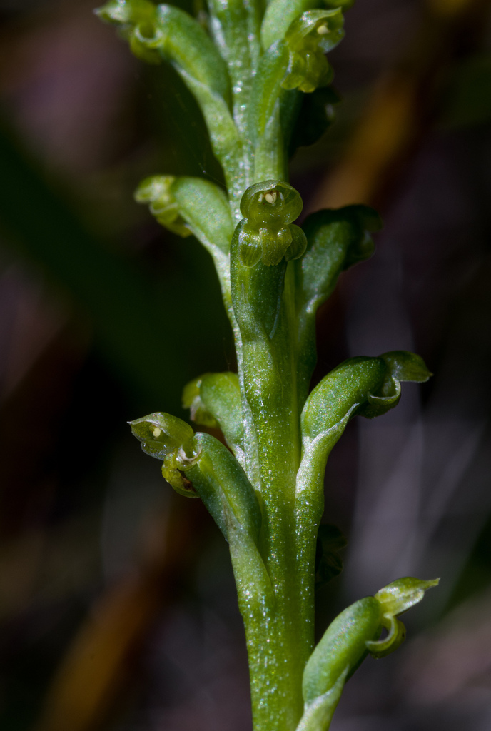 slender onion-orchid from Frankston South VIC 3199, Australia on ...