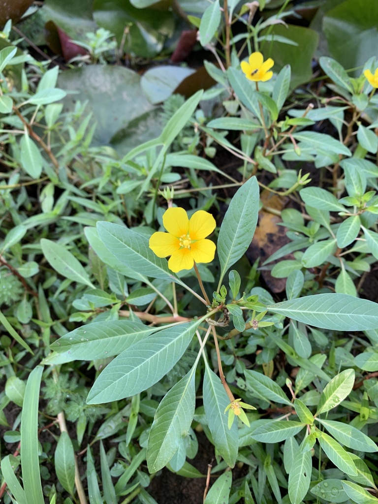 water primrose from Washington, DC, US on July 23, 2022 at 09:47 AM by ...