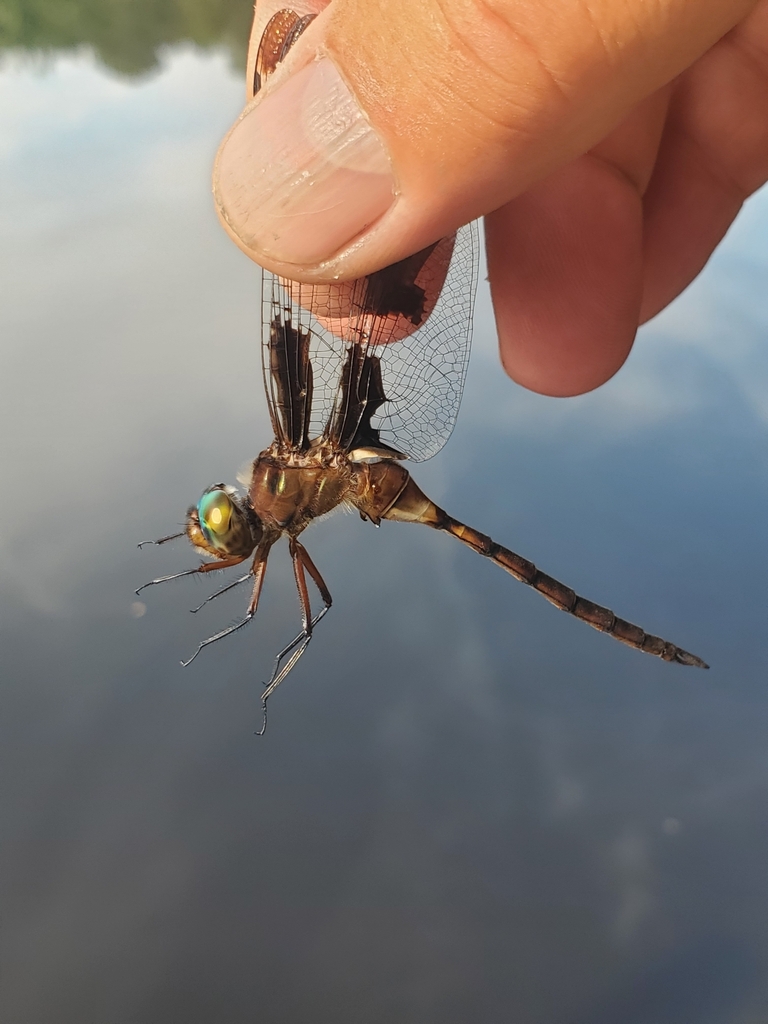 Prince Baskettail from Pocomoke City, MD 21851, USA on July 23, 2022 at ...