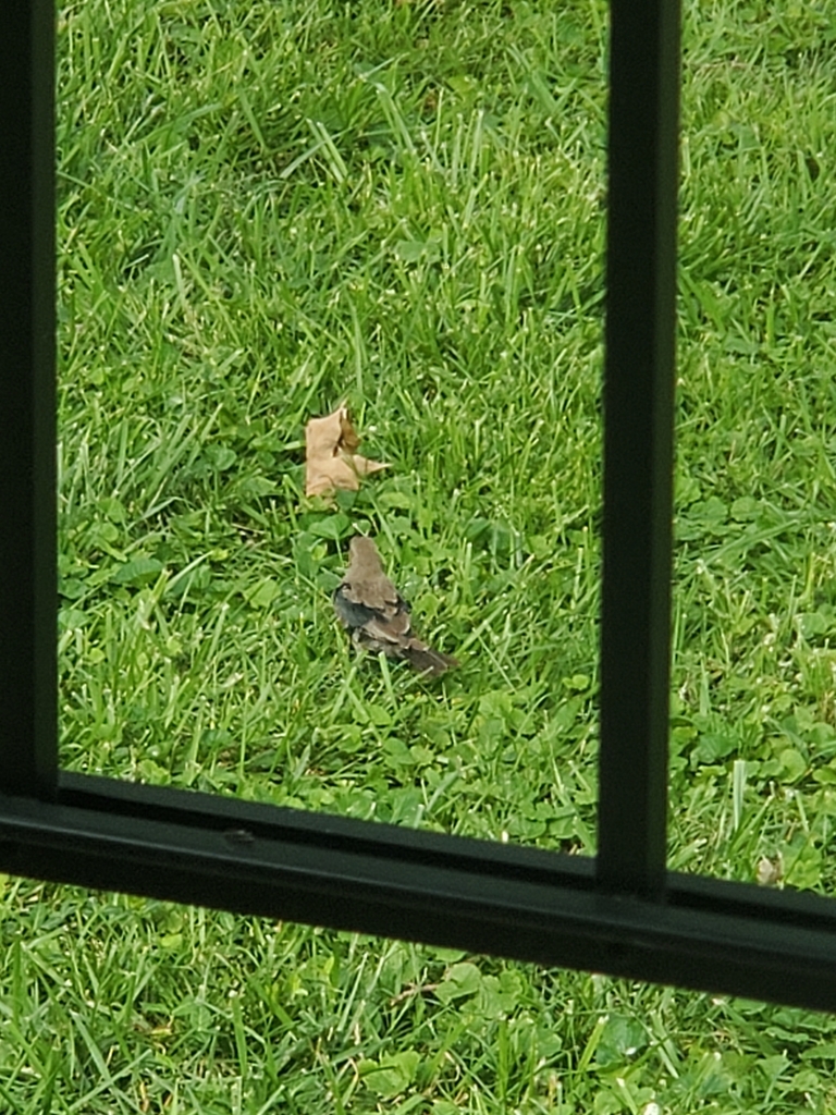 Brown-headed Cowbird from Sycamore Township, OH, USA on July 23, 2022 ...