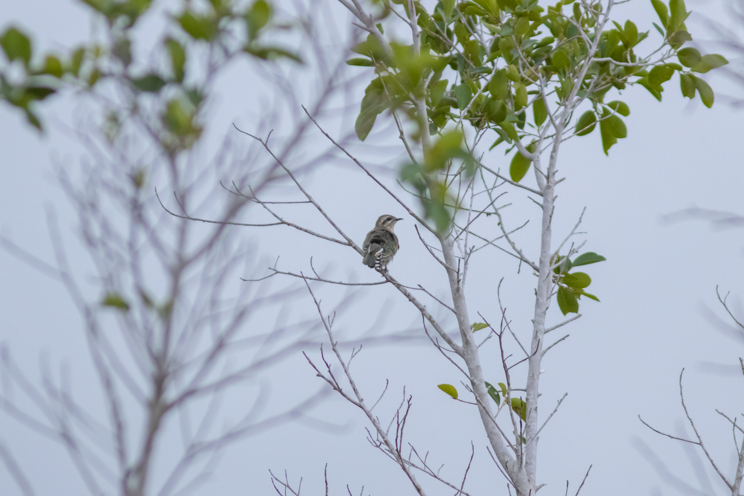 Chrysococcyx basalis (Horsfield, 1821)