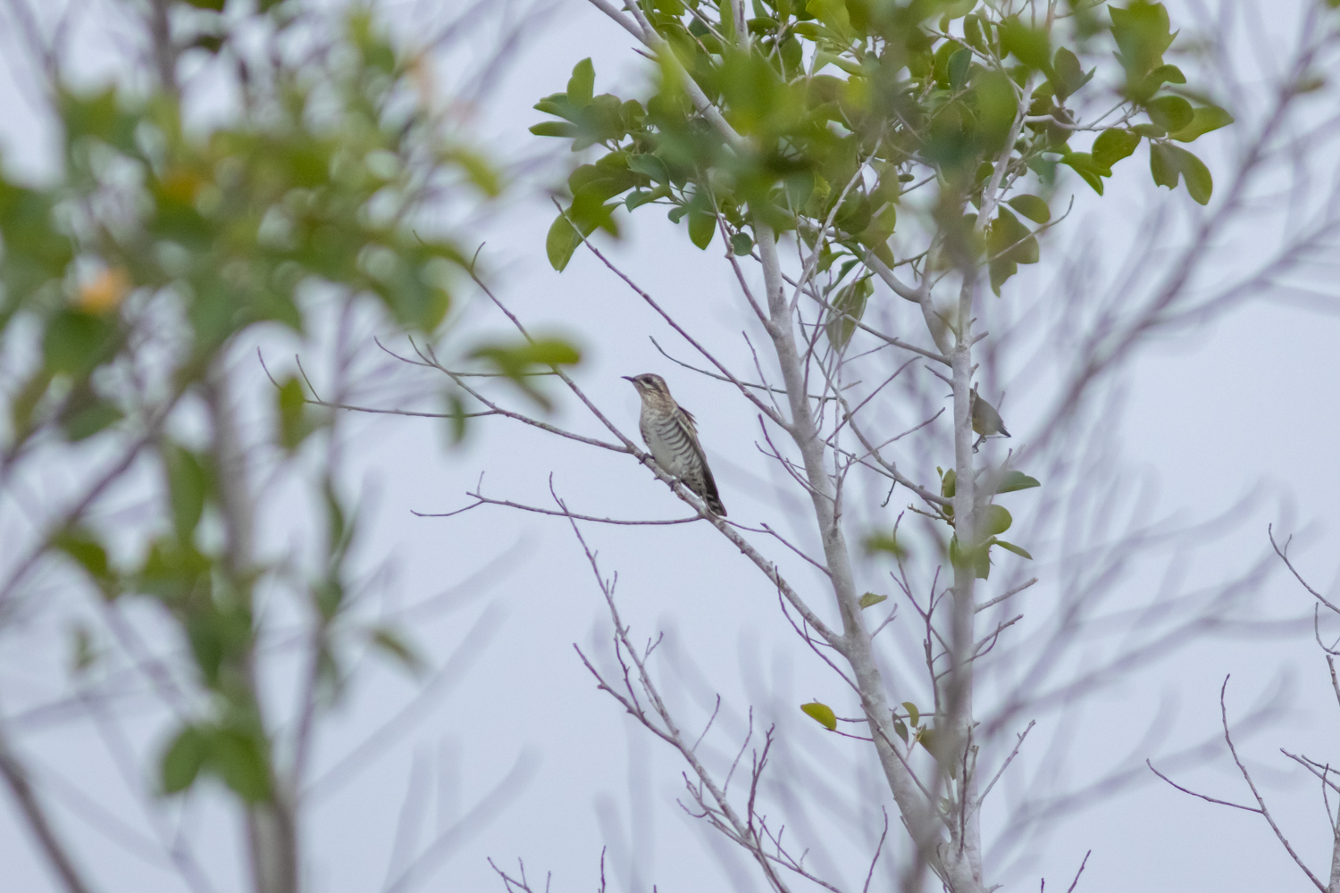 Chrysococcyx basalis (Horsfield, 1821)