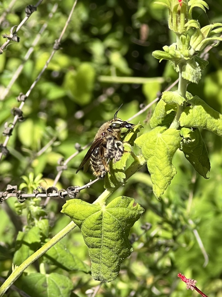 Strand's Carpenter Bee from South Padre Island, South Padre Island, TX ...
