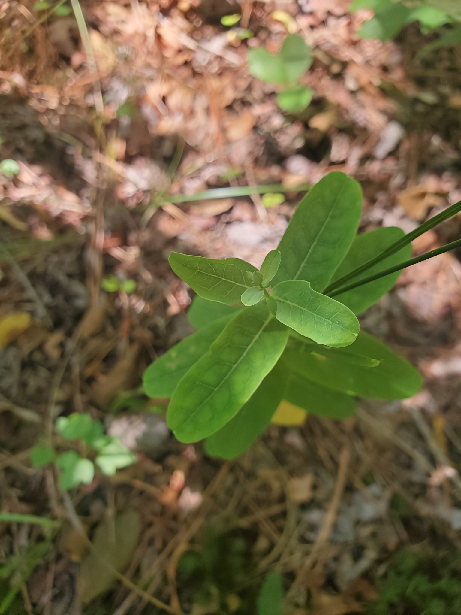 Hypericum virginicum L.