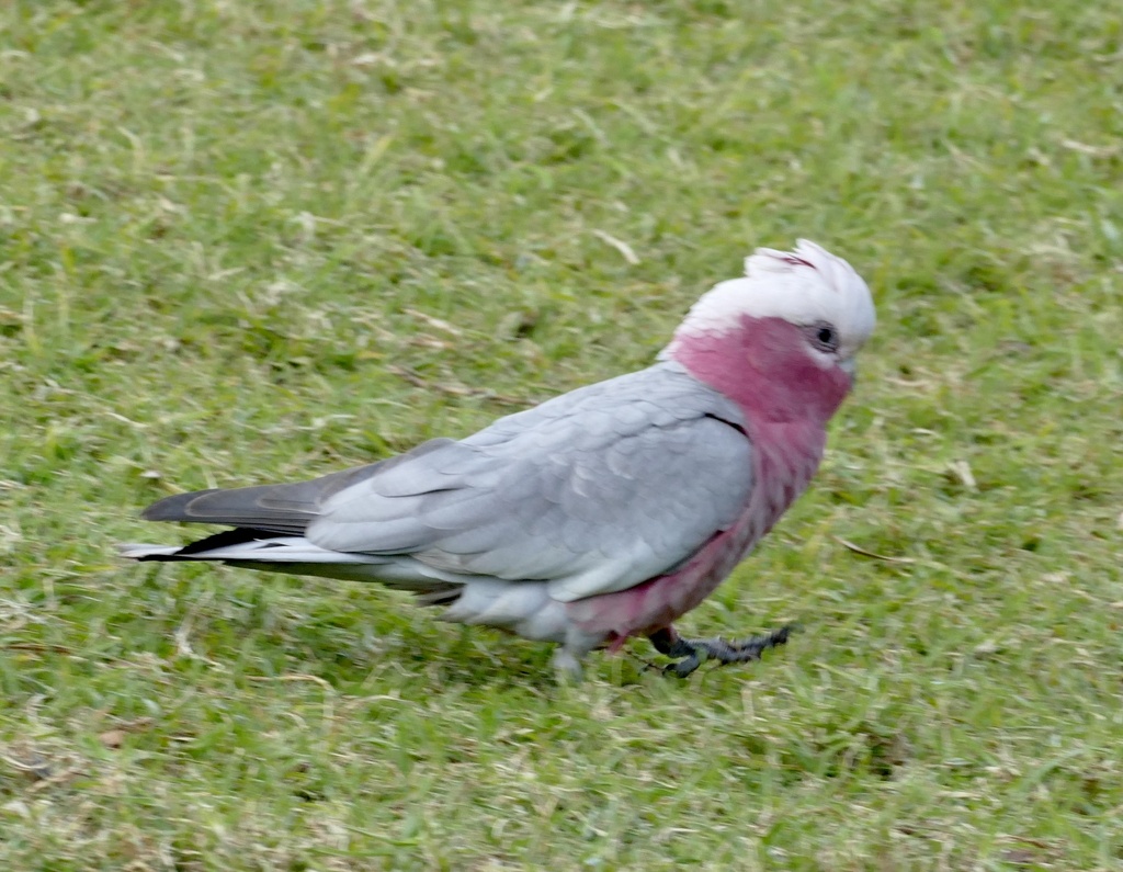 Galah from Bunya Bunya Tk, Bunya Mountains, QLD, AU on July 11, 2022 at ...