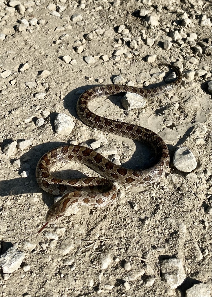 Prairie Kingsnake from Powersville, MO, US on July 23, 2022 at 08:47 AM ...