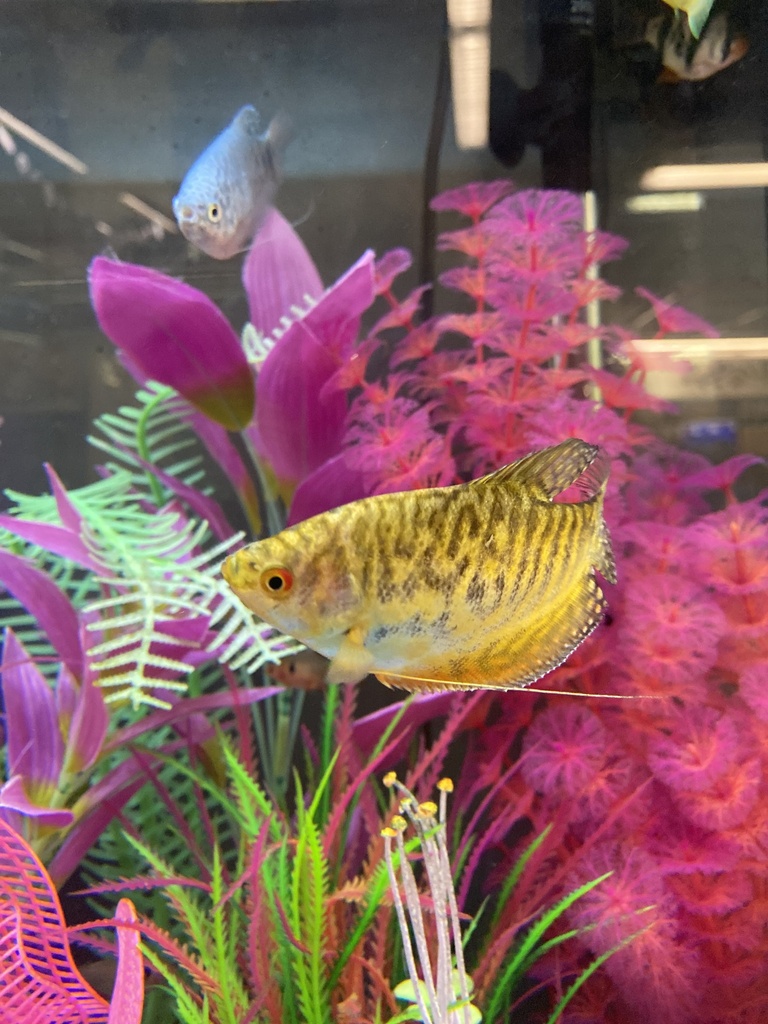 three spot gourami from E Third St, Royal Oak, MI, US on July 16, 2022 ...