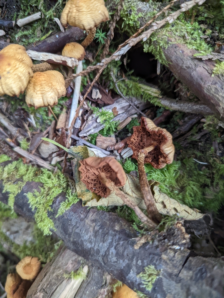 Scalycaps from King County, US-WA, US on July 17, 2022 at 03:50 PM by ...