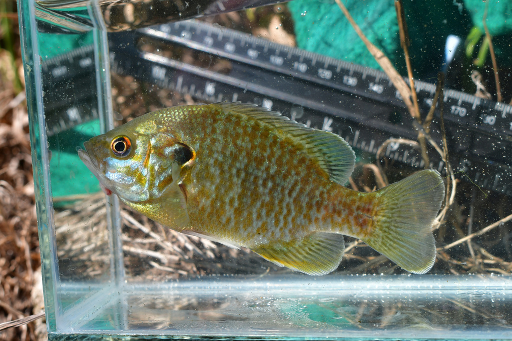 Greengill Sunfish from Manhattan, IL 60442, USA on June 29, 2022 at 05: ...