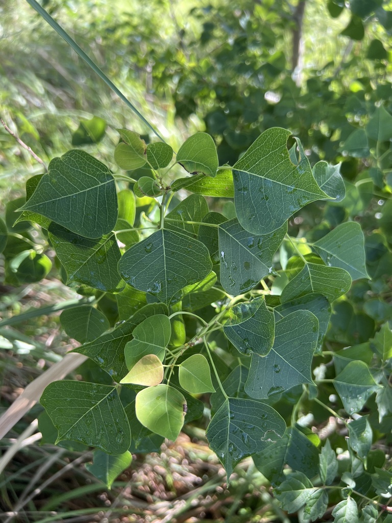 Chinese Tallow from Daniel Blvd, Gulfport, MS, US on July 23, 2022 at ...
