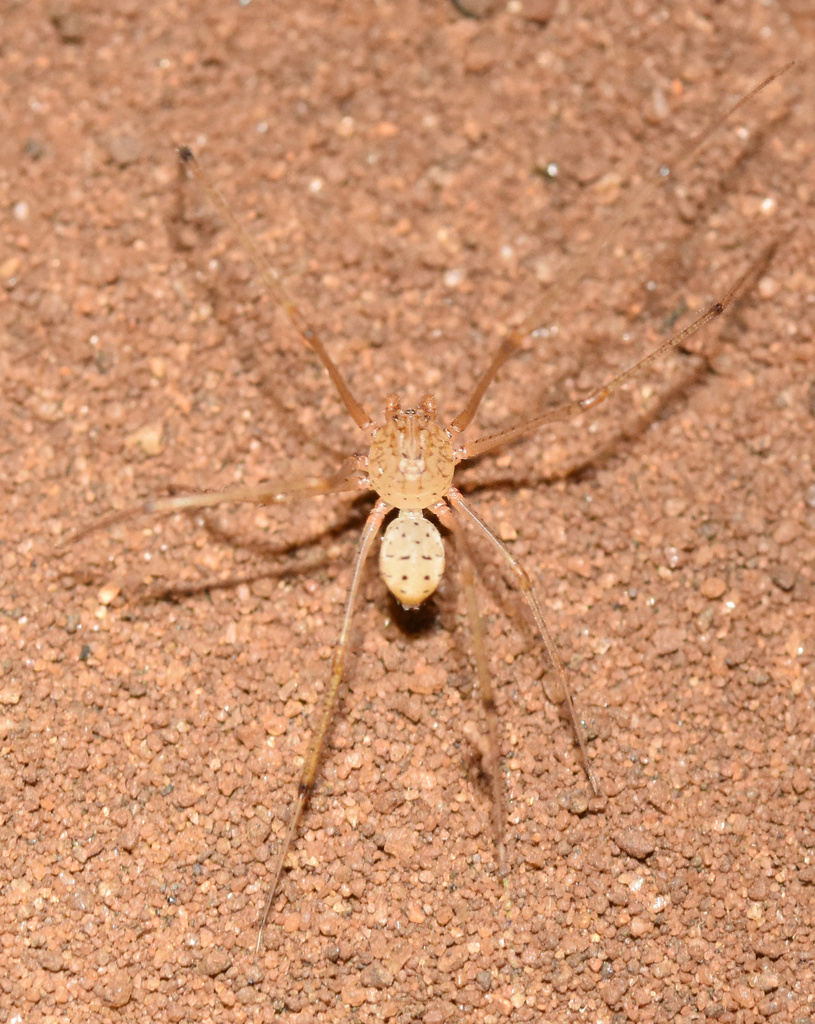Spitting Spiders from Big Five Hlabisa Rural, Big Five Hlabisa, KZN, ZA ...