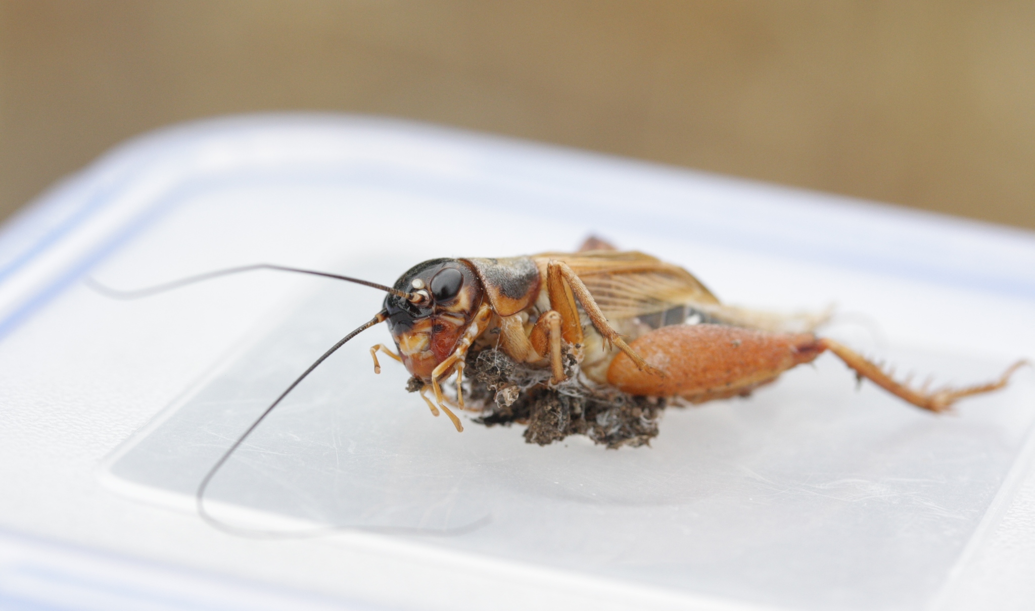 Gryllus integer Scudder, 1901