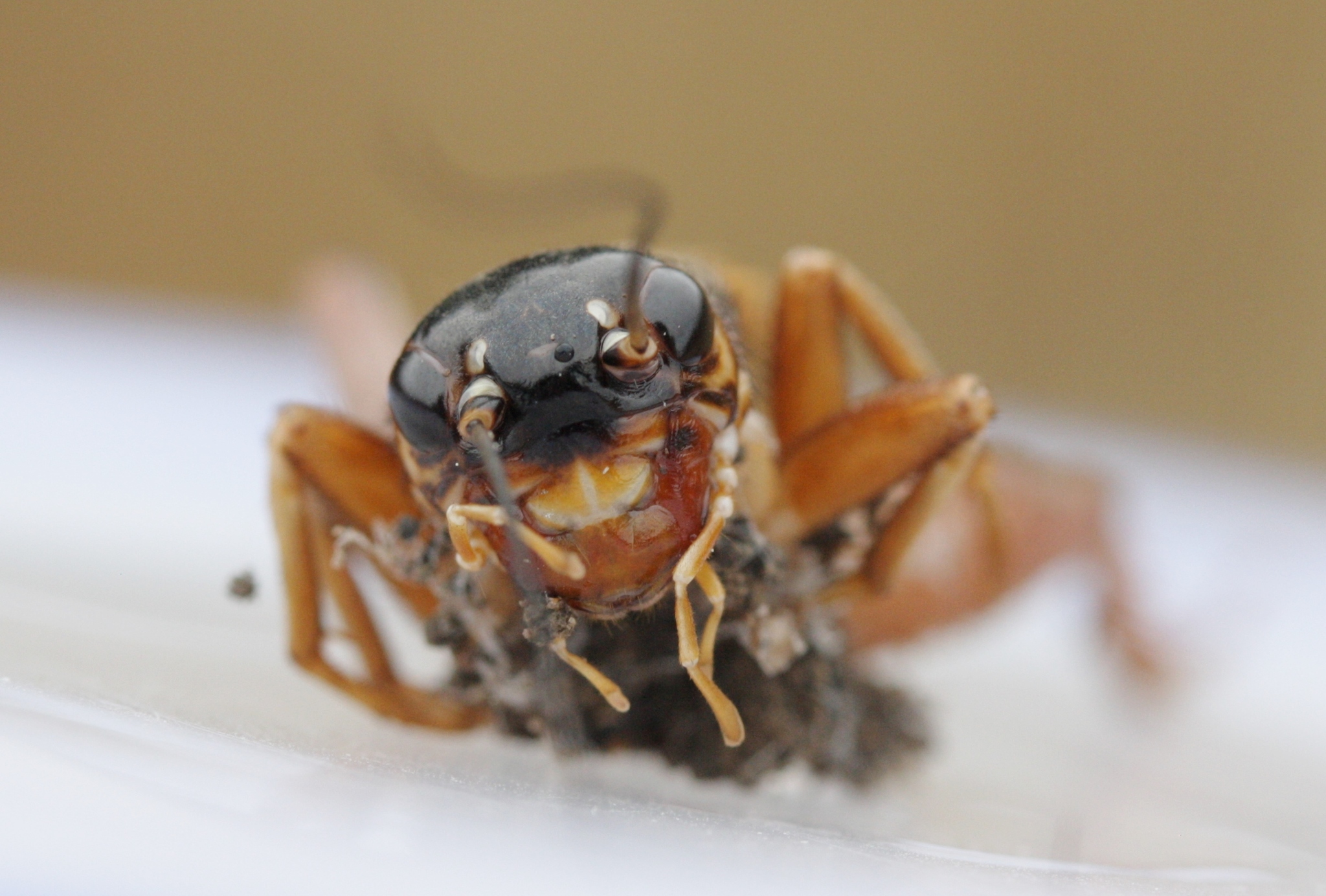 Gryllus integer Scudder, 1901