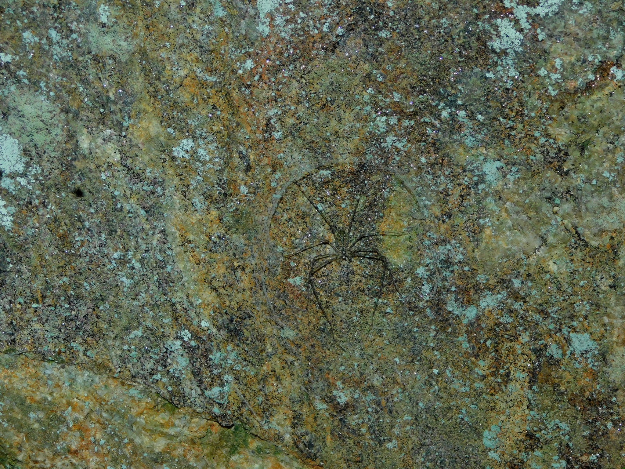 Hypochilidae