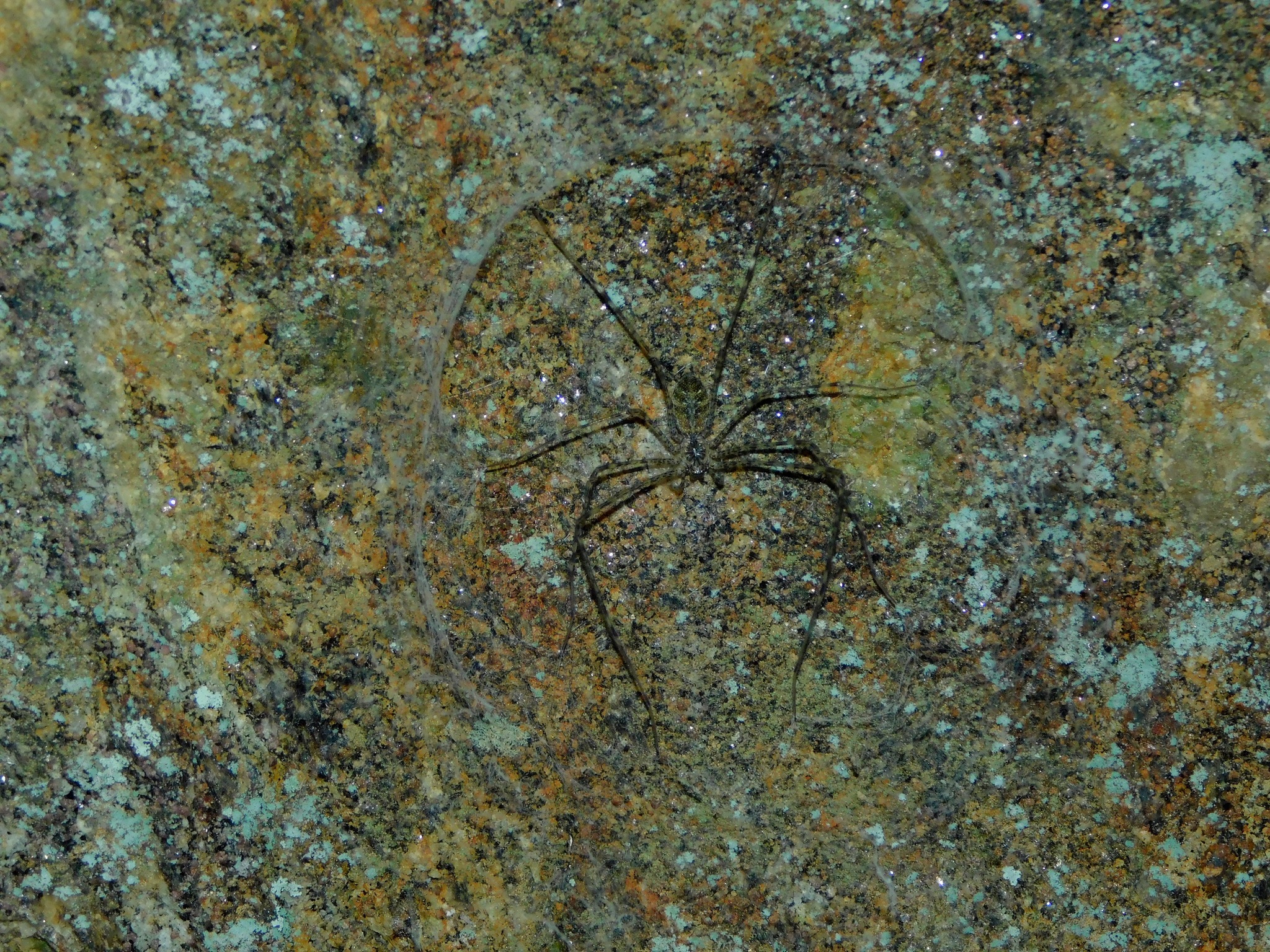 Hypochilidae