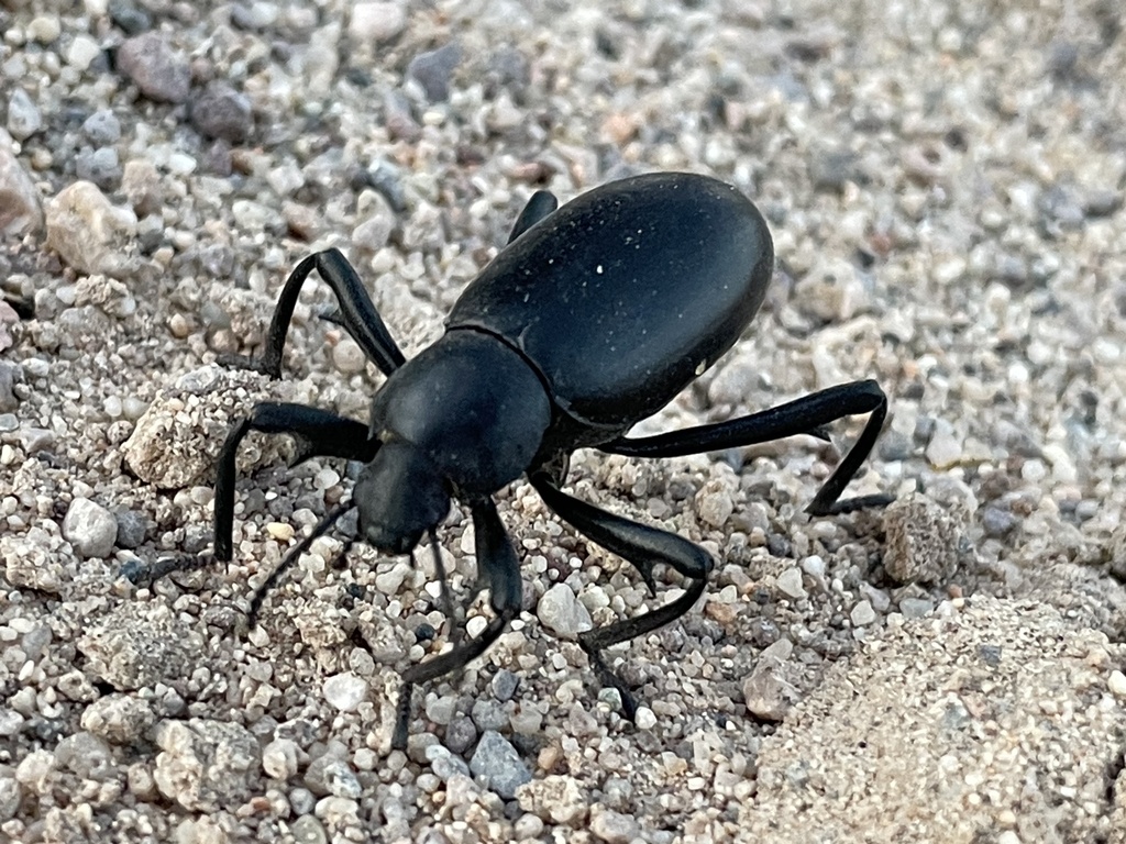 Desert Stink Beetles from Newberry Springs, CA, US on July 23, 2022 at ...