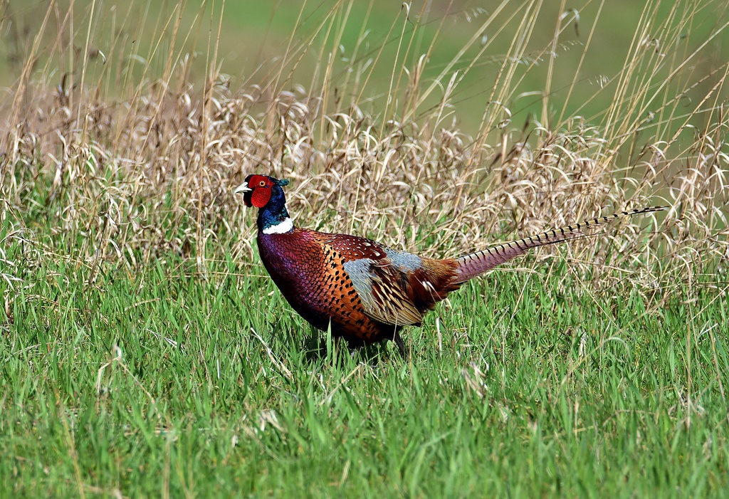 Ring-necked Pheasant from Богуславец, Черкасская область, Украина ...