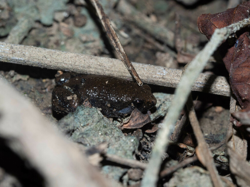 Eastern Narrow-mouthed Toad from Patricks Island, Cayman Islands on ...