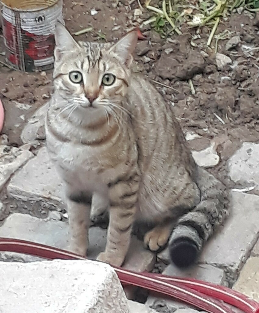 Domestic Cat from Al Qibla, Basrah, Iraq on December 09, 2021 by زين ...