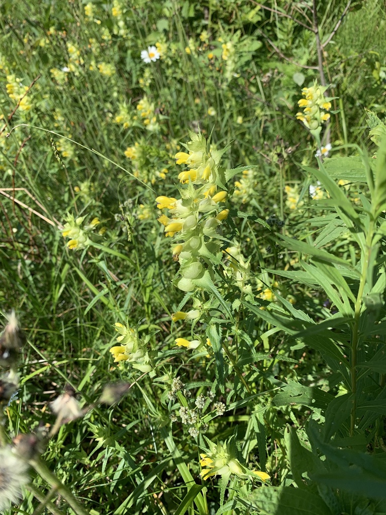 Yellow Rattle from Gorevale Rd, Thunder Bay, ON, CA on July 23, 2022 at ...