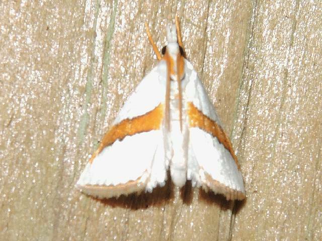 Straight-lined Vaxi Moth in July 2022 by privatenoaccess · iNaturalist
