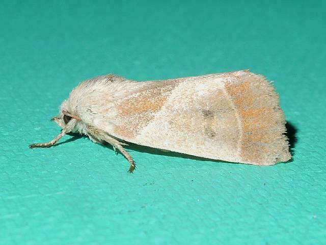 American Dun-bar Moth in July 2022 by privatenoaccess · iNaturalist