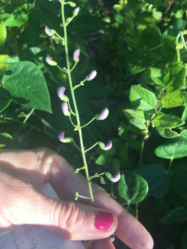 Thicket Bean in July 2022 by kwillard · iNaturalist