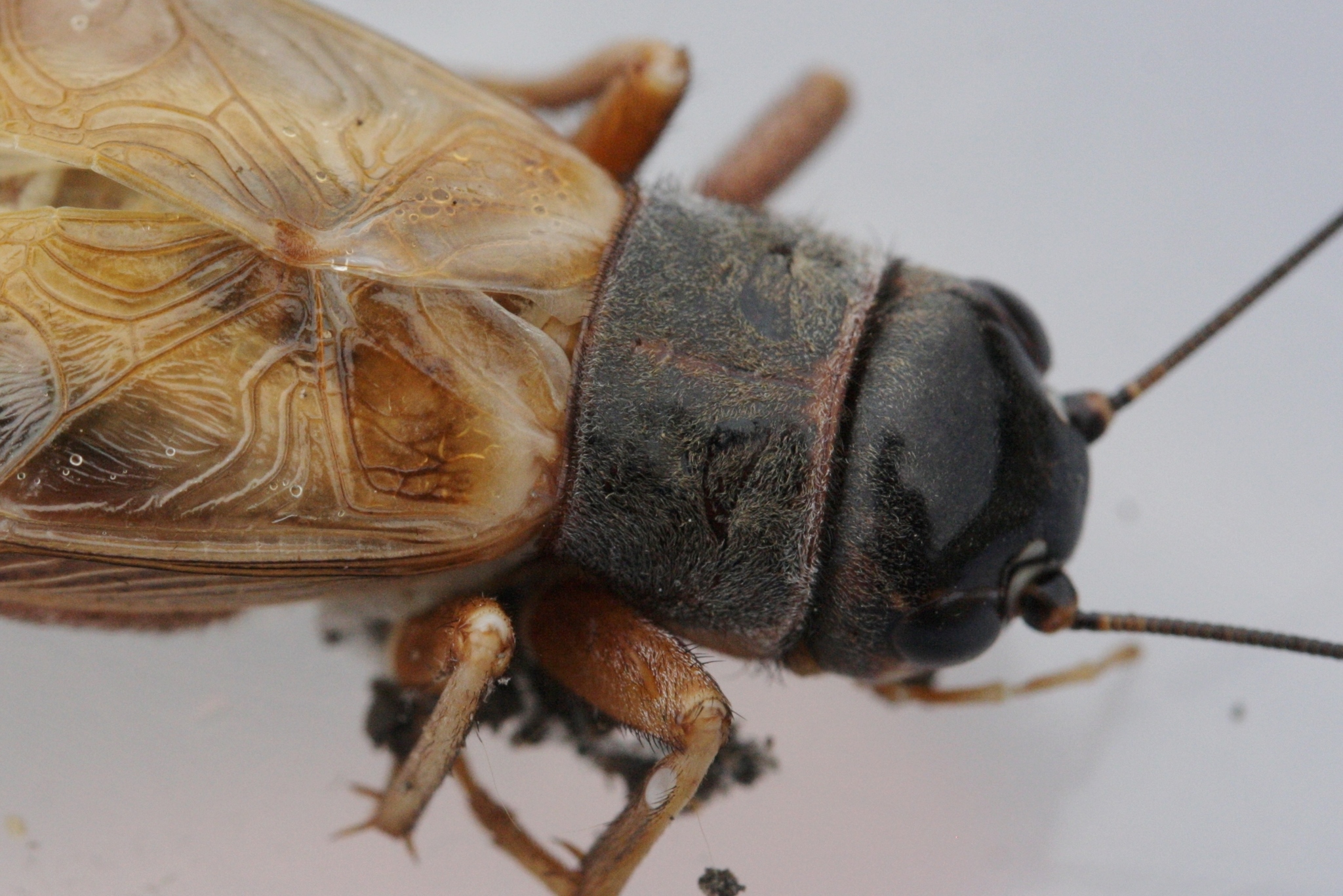 Gryllus integer Scudder, 1901