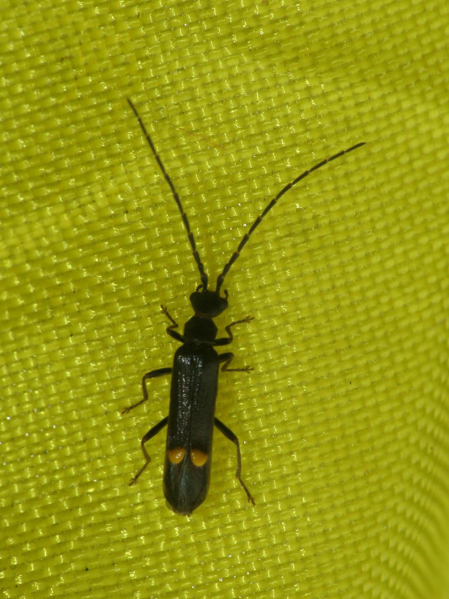 Malthodes Kiesenwetter, 1852