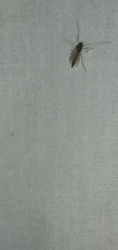 Non-biting Midges from Marion County, US-OR, US on July 22, 2022 at 09: ...