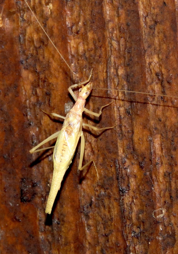 Two-spotted Tree Cricket from SSR-RA, Houston, MO, US on July 22, 2022 ...