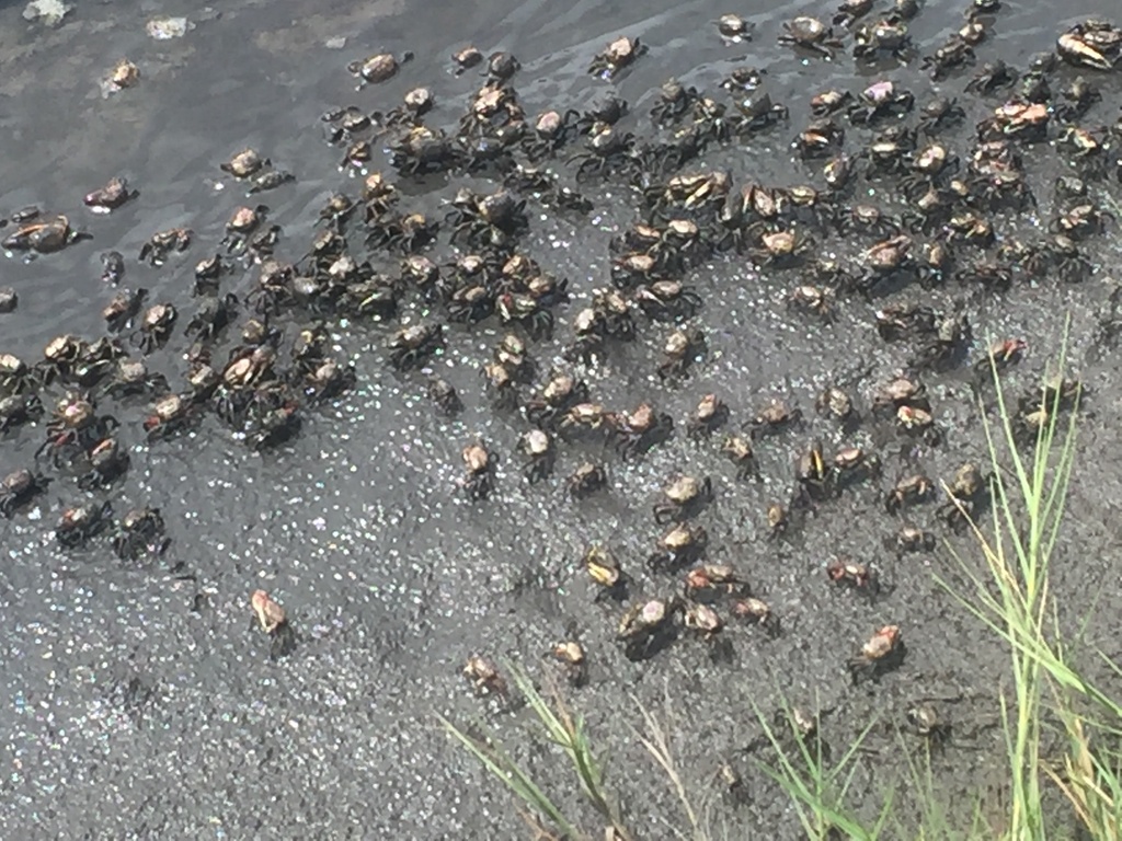 Atlantic Sand Fiddler Crab from North Atlantic Ocean, GA, US on June 05 ...