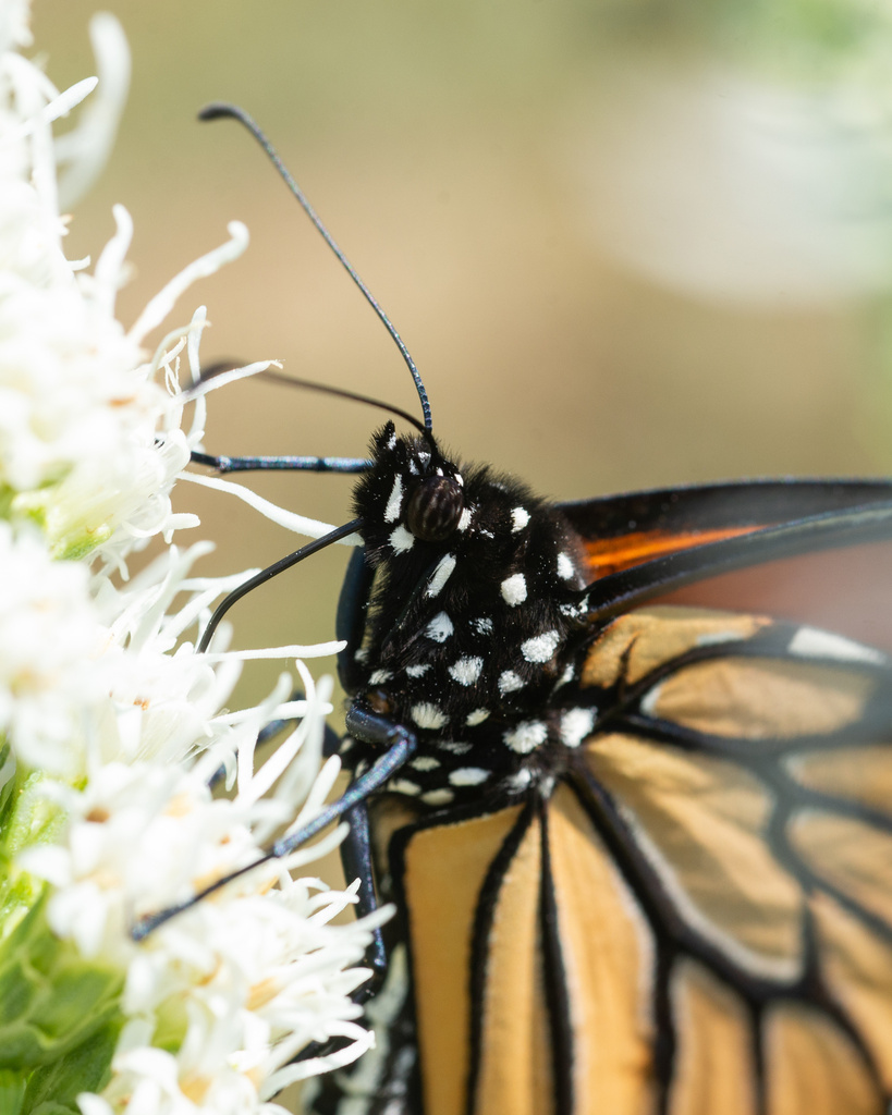 Monarch from Meadow Way, Cape Elizabeth, ME, US on July 23, 2022 at 09: ...