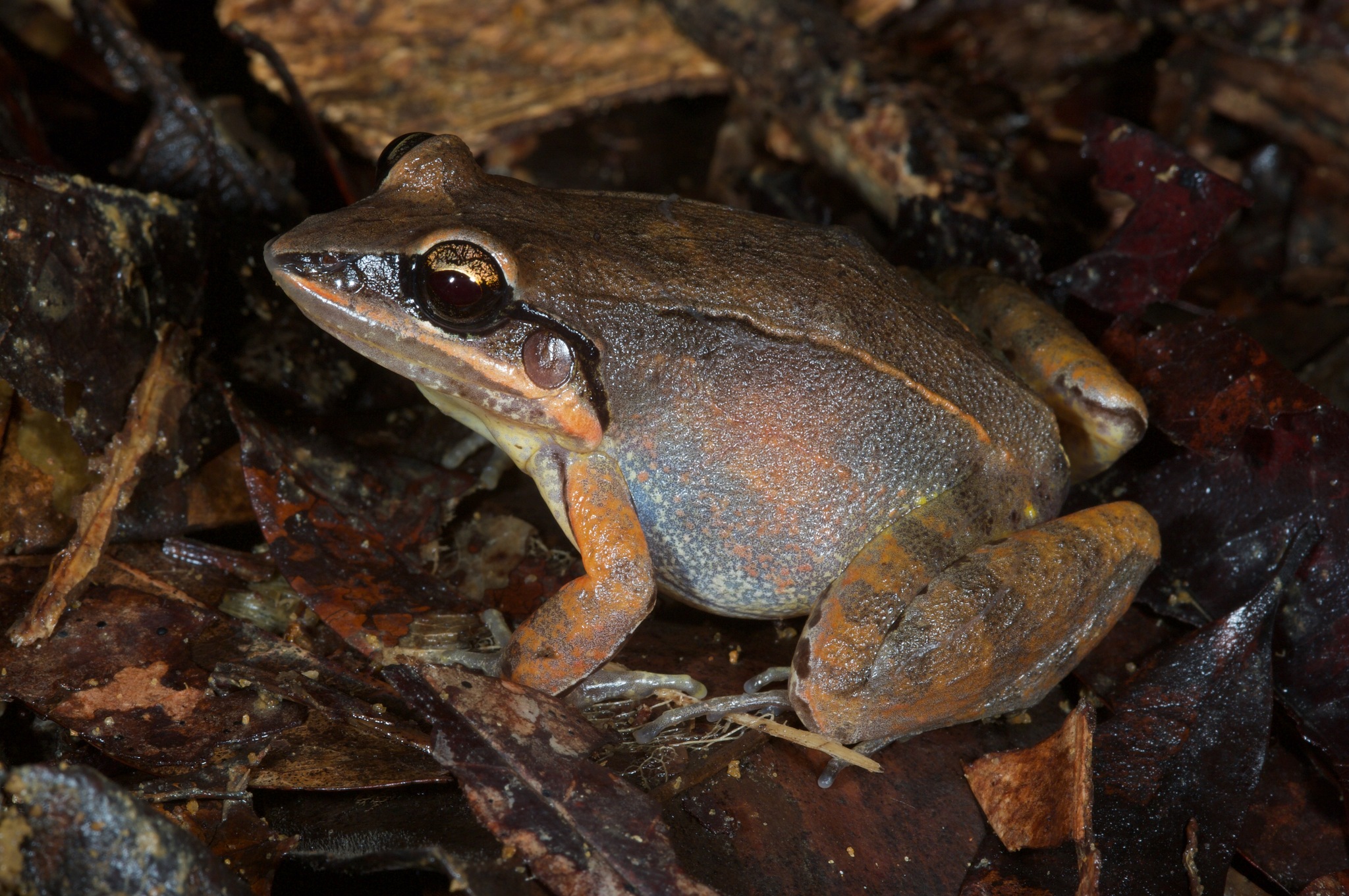 Leptodactylus longirostris Boulenger, 1882