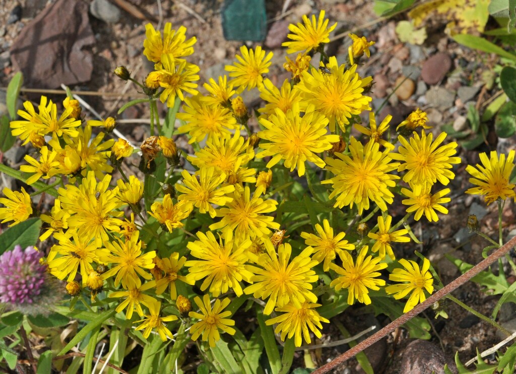Crepis nigrescens from устье р.Поной, Ловозерский р-н, Мурманская обл ...