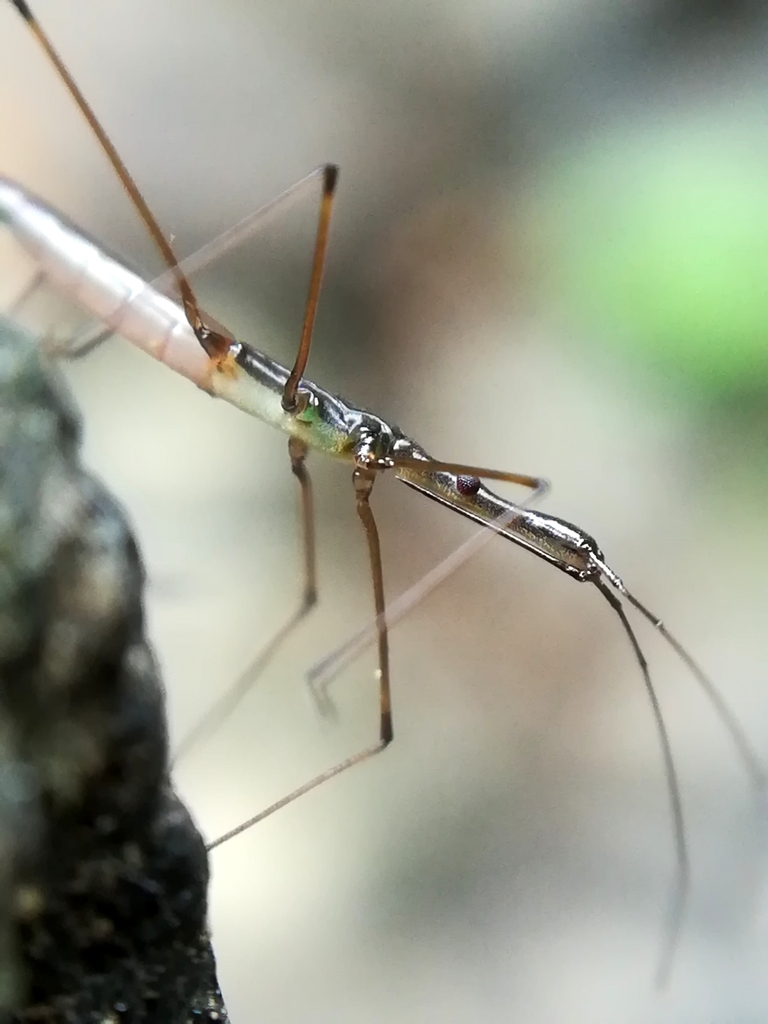 Hydrometra from 22950 Trégueux, France on July 22, 2022 at 10:54 AM by ...
