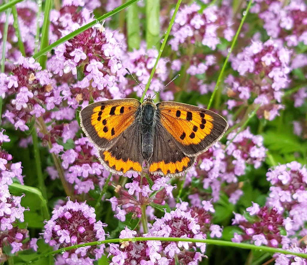 Small Copper from 35110 Frankenau, Deutschland on August 01, 2021 at 11 ...