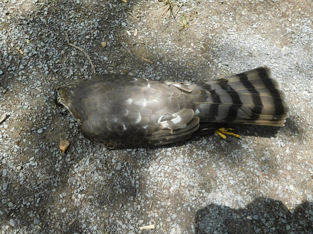 Sharp-shinned Hawk from Sullivan County, TN, USA on July 20, 2022 at 02 ...