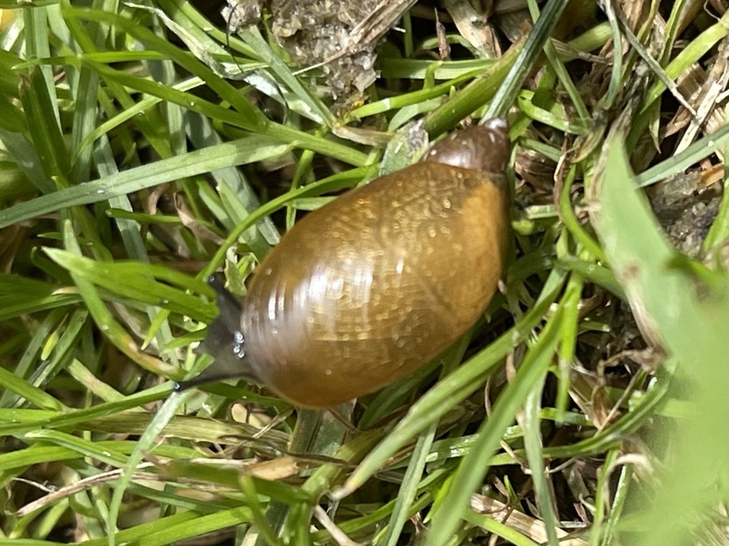 Amber Snails from Wellesley, MA, USA on July 10, 2021 at 12:02 PM by ...