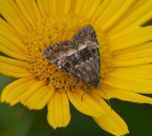 Photedes captiuncula · iNaturalist Ecuador