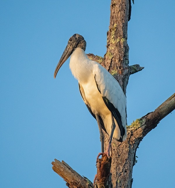 Wood Stork from Rima Ridge Road, Tiger Bay State Forest, Florida, USA ...