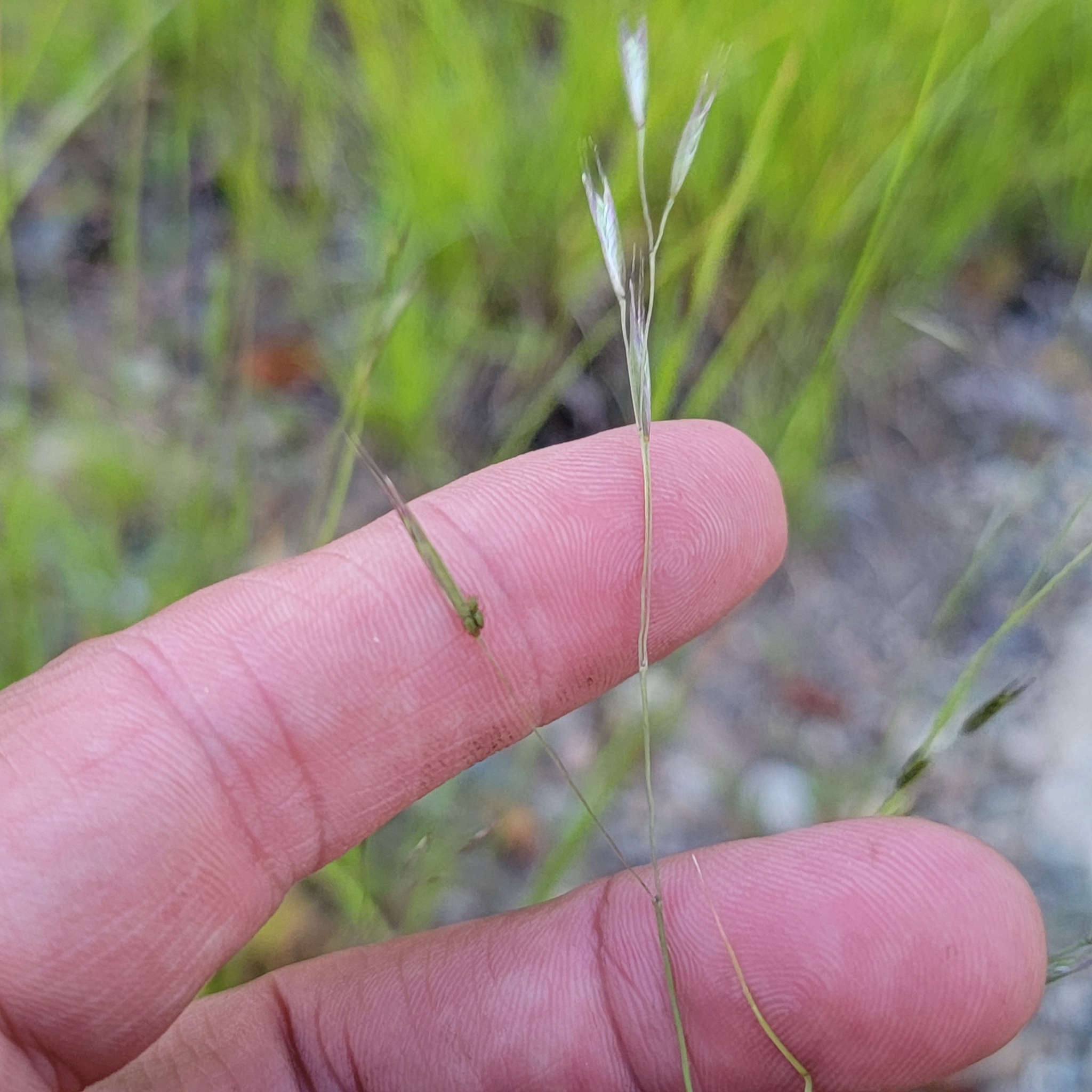 Danthonia compressa Austin